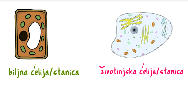 Biljna i životinjska stanica - Nauka govori