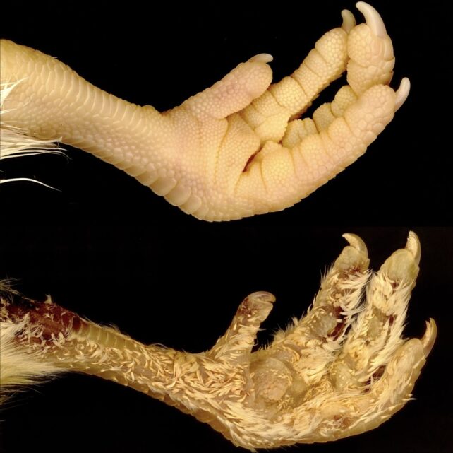 Genetičke mućke: kako je nastalo perje? - Nauka govori