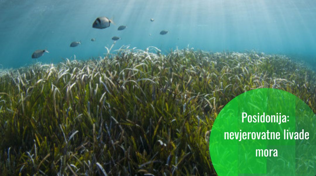 Posidonija: livade mora - Nauka govori