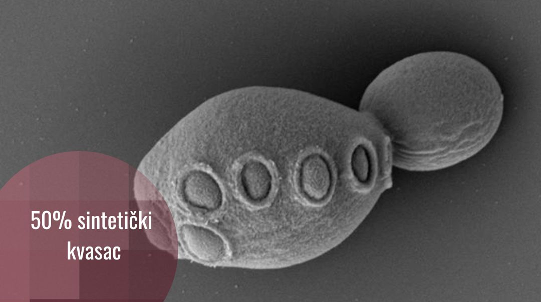 Kvasac sa pola sintetičkog genoma - Nauka govori