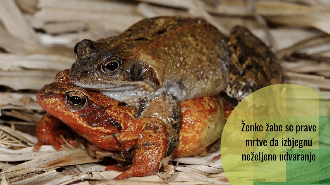 Nećete vjerovati šta ženke žaba rade kako bi izbjegle neželjeno ...