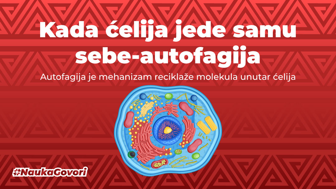 Autofagija: ćelijski „samojed" - Nauka govori